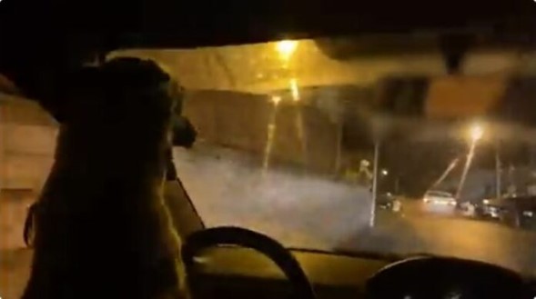 Conduce como un perro – Pagina Judia